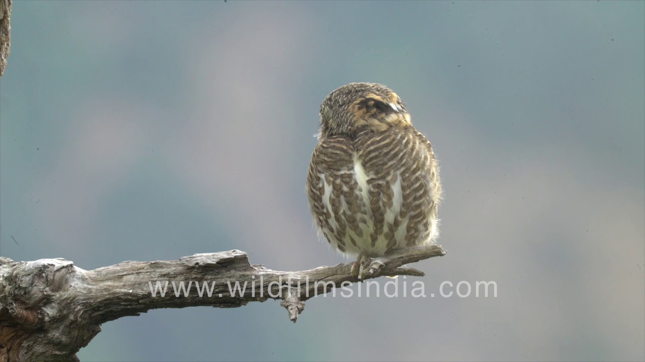 Collared Owlet or Collared Pygmy Owlet - Smallest owl in Asia - YouTube