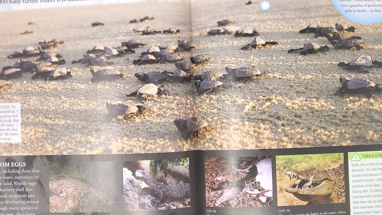 Reptiles journey from egg to habitat from Smithsonian animal ...