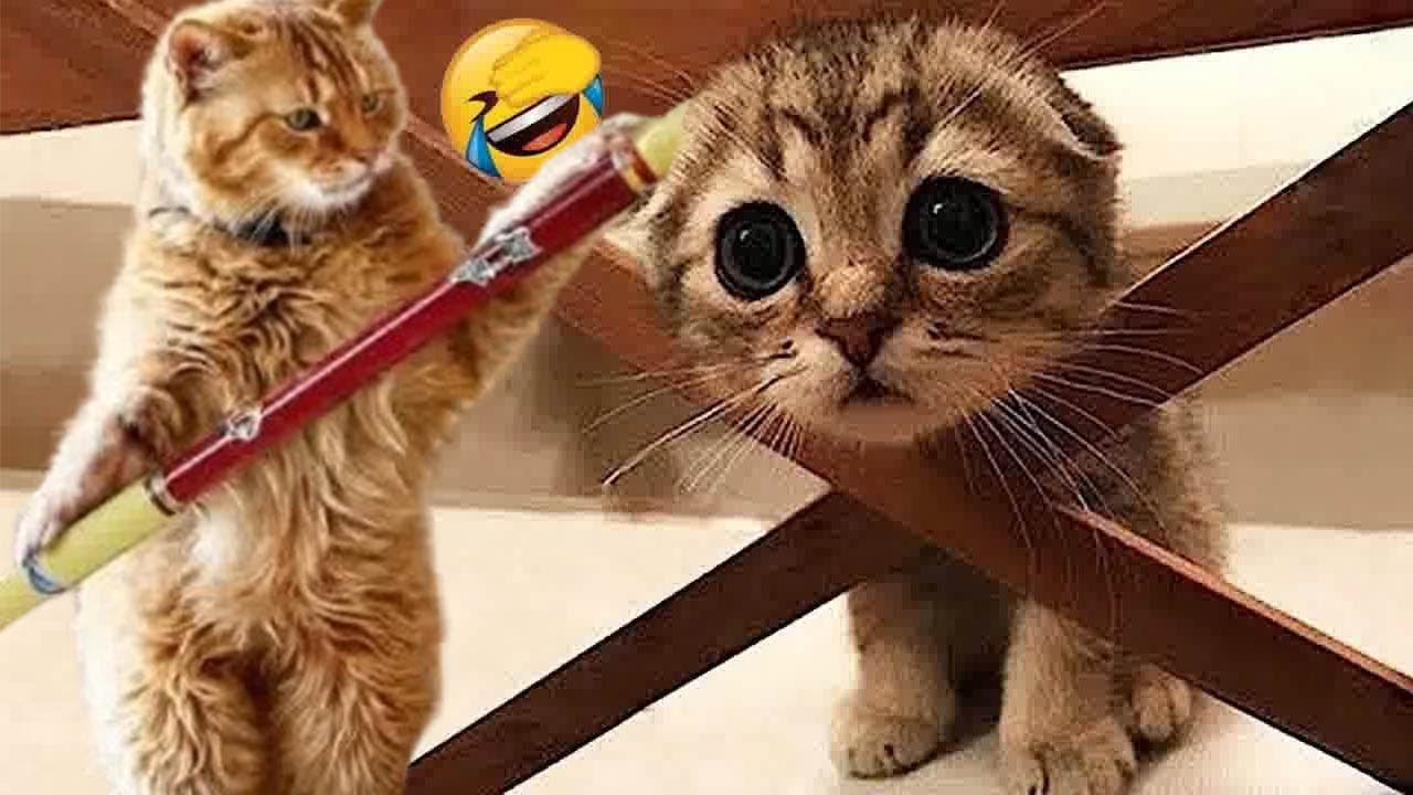 Laughing Out Loud With Stupid Cat - Best Cat Video of The Decade - YouTube