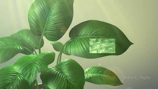 he structure of plant cells