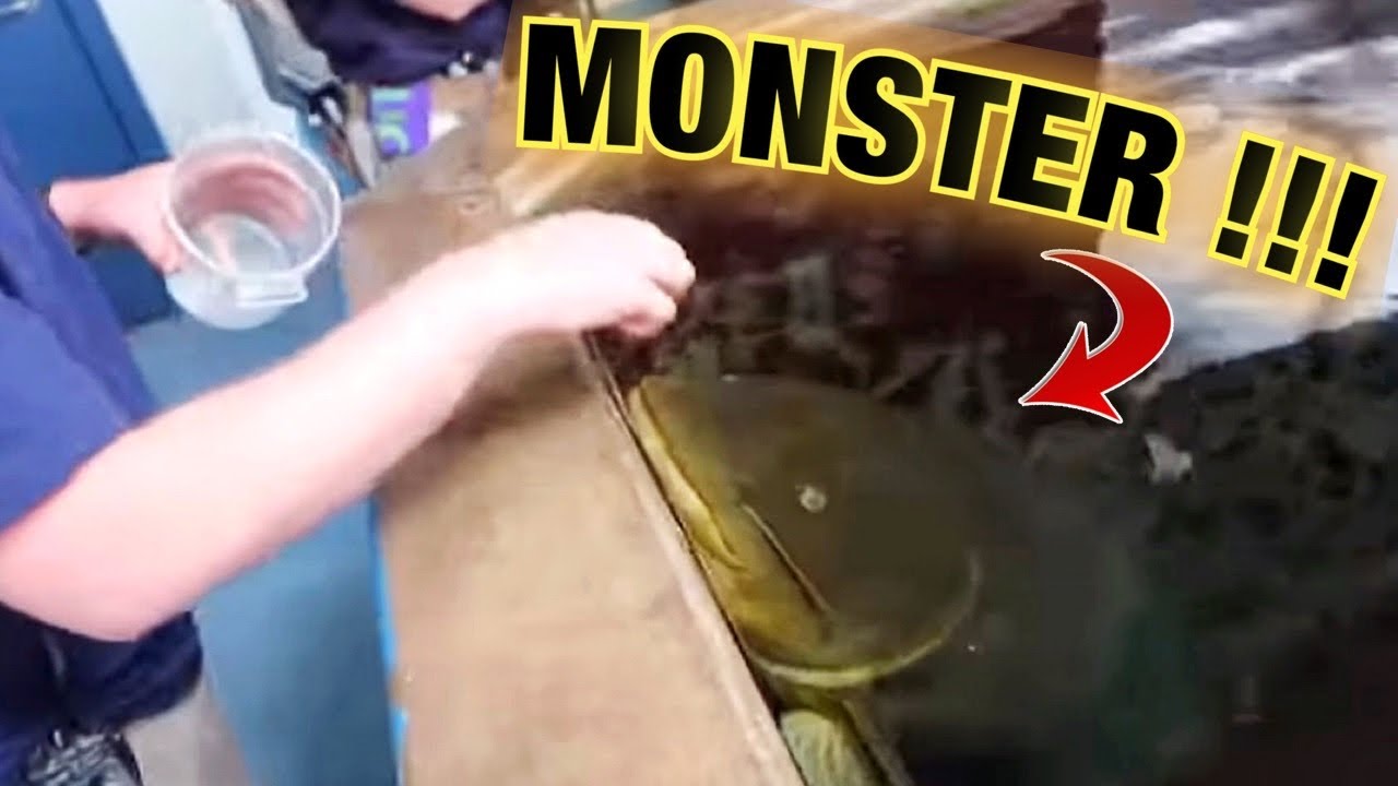 DO NOT KEEP THIS MAN-EATING RIVER MONSTER !! @ohio-fish-rescue - YouTube