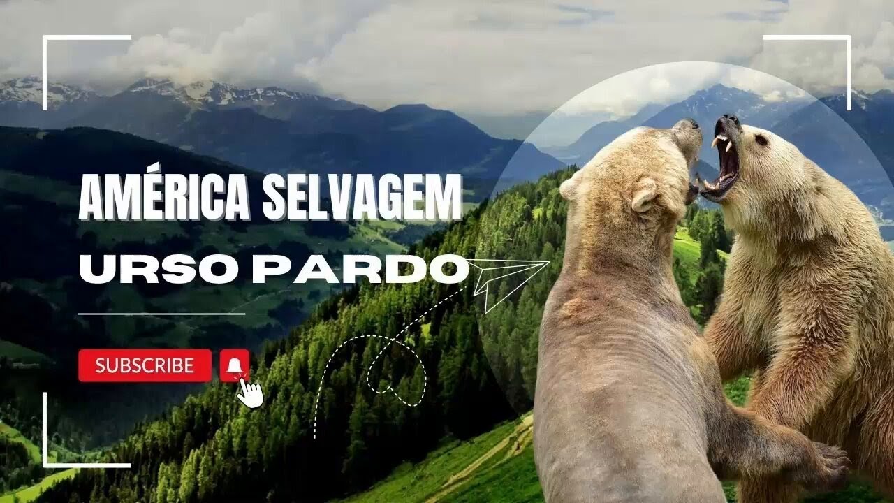 America Selvagem Urso Pardo - YouTube