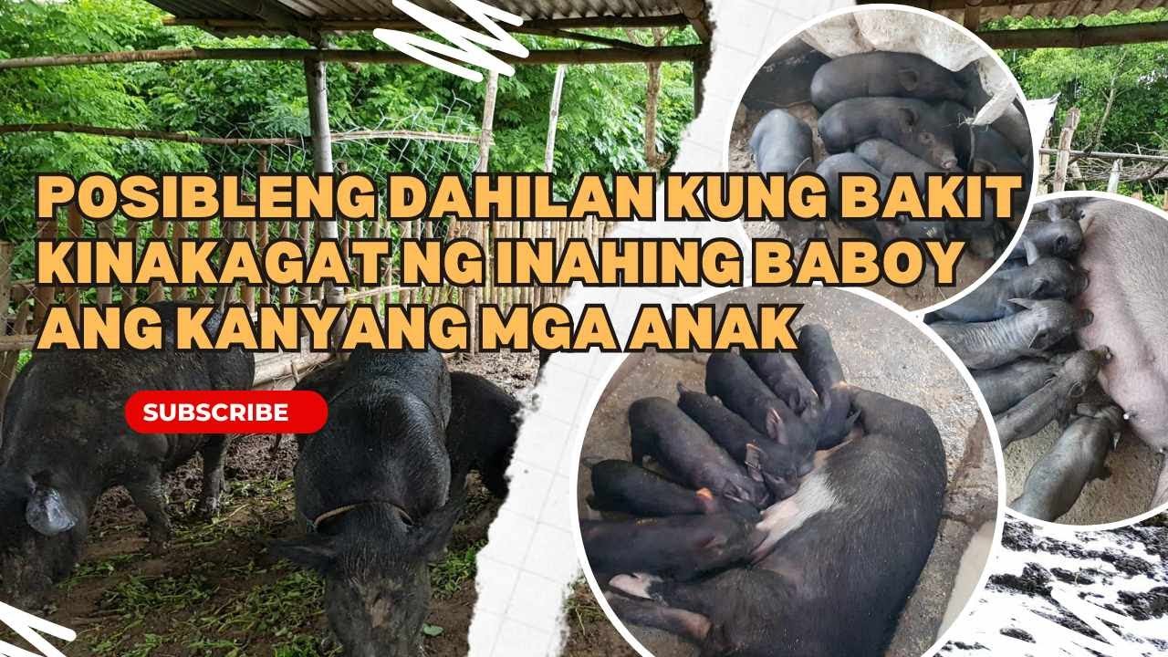 Posibleng dahilan kung bakit kinakagat ng inahing baboy ang kanyang mga ...