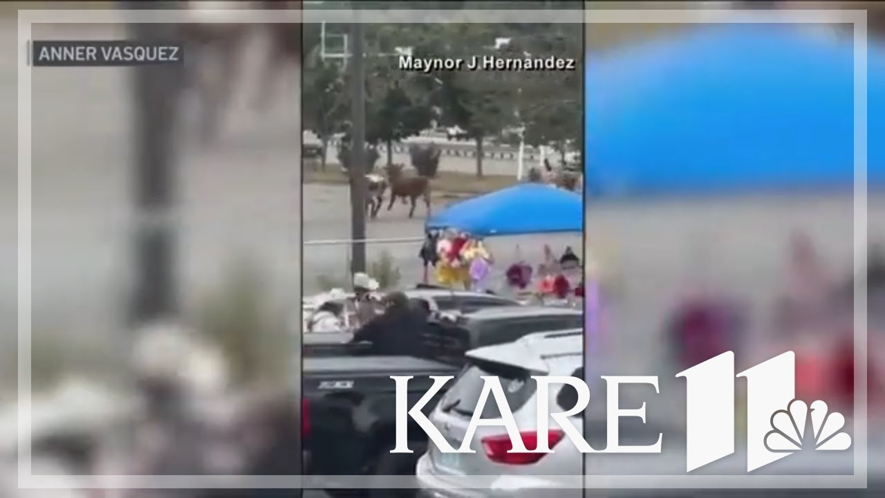 8 bulls escape Massachusetts rodeo, prompting emergency alert - YouTube