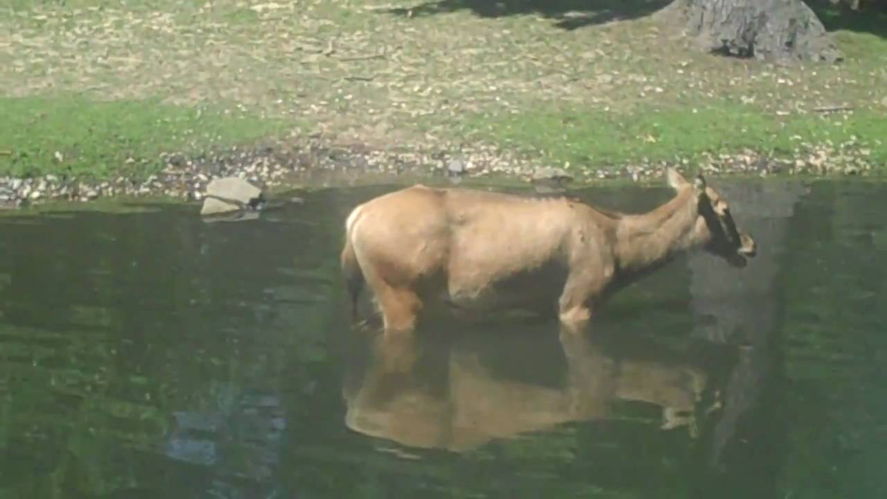 Deer Drinking and Bathing in the Water - Bronx Zoo - YouTube