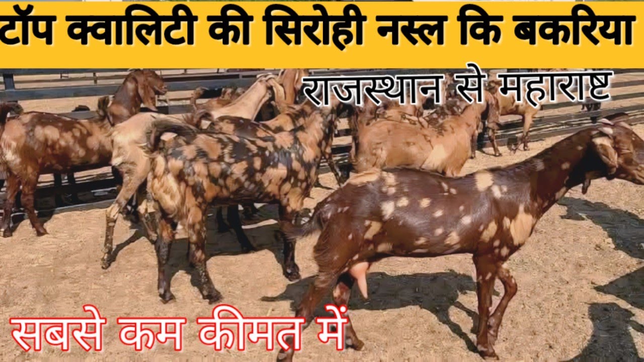 10000@How to start goat/farming (@India's largest goat farming) Biggest ...
