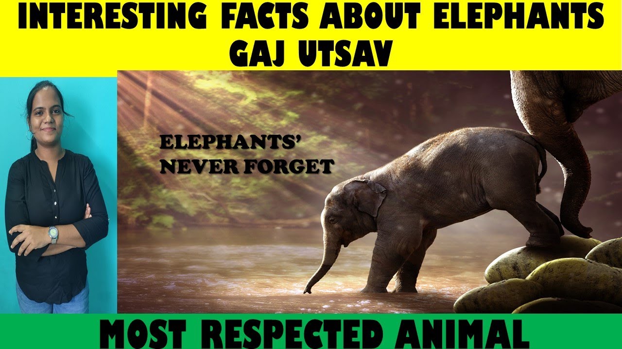 Interesting facts about ELEPHANTS I Most respected ANIMAL I GAJ UTSAV I ...