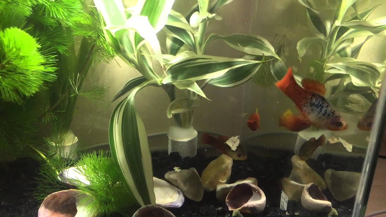 My fish tank - Fluval chi - YouTube