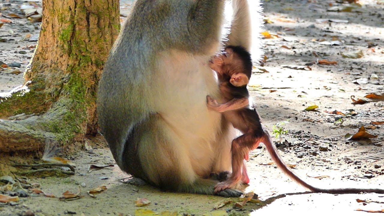 Anna git baby monkey Arian is very cute | Arian eat milk | Arian baby P ...