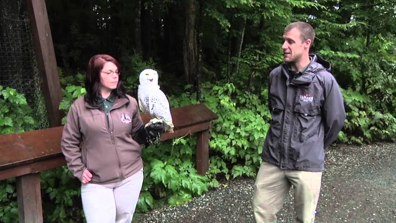 Saving Birds of Prey- Alaska Raptor Center- from NTA Sitka 2_2013 - YouTube