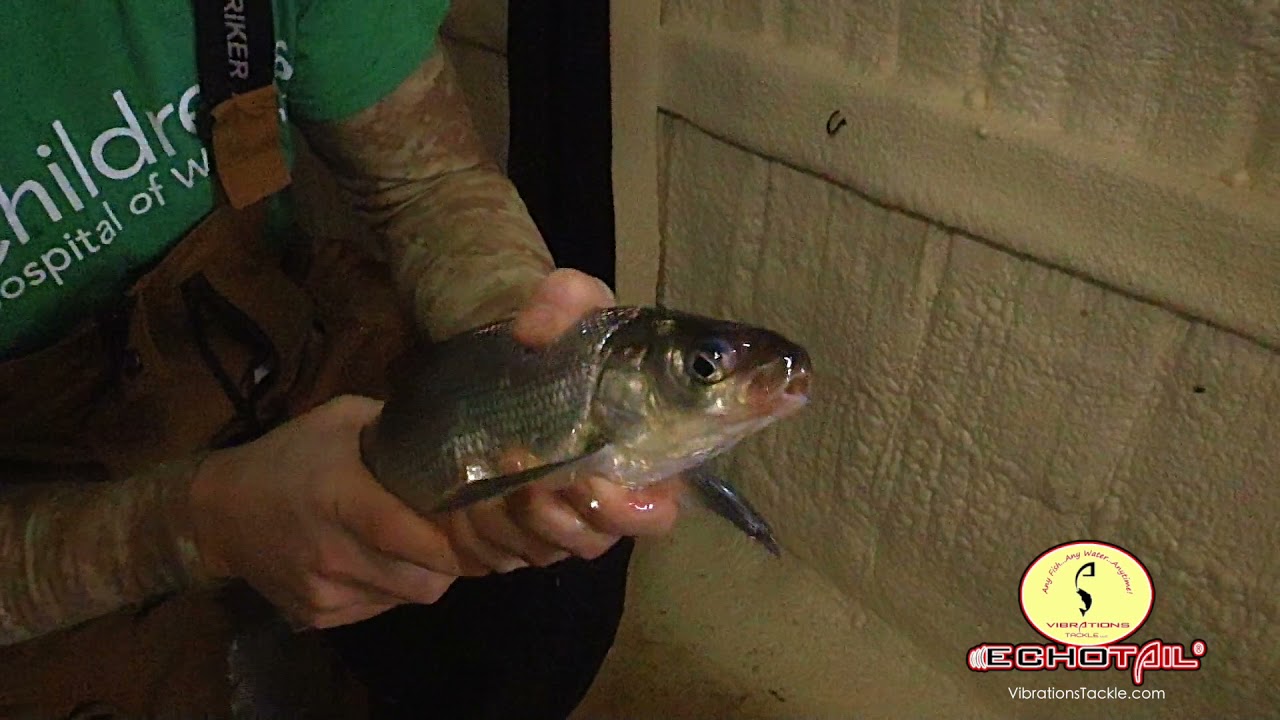 Catch More WHITEFISH rig, Green Bay Ice Fishing, Goby BLADE BAIT - YouTube