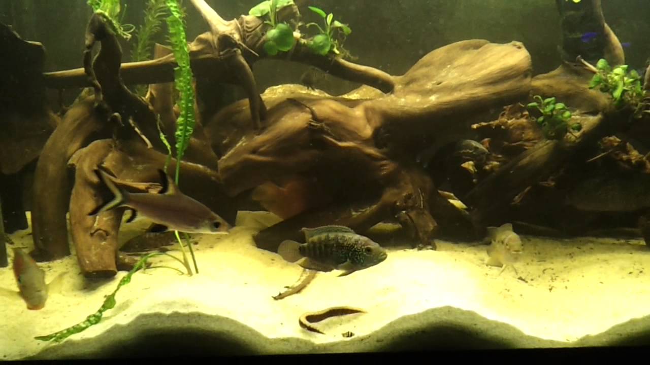 130 Gallon fish tank - YouTube