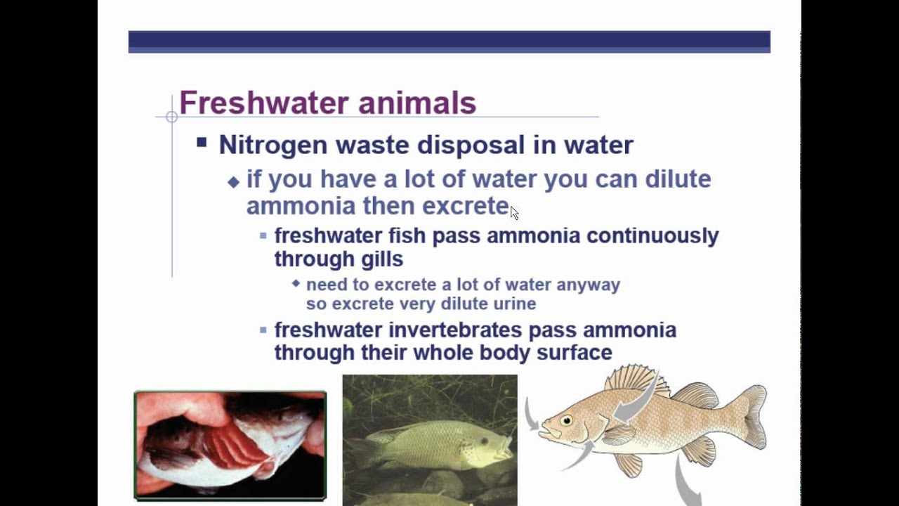 AP Biology Chapter 44 Homeostasis/Excretion Part 1 - YouTube