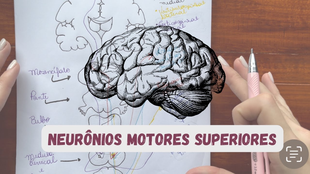 Neurônios Motores Superiores - NMSs - YouTube