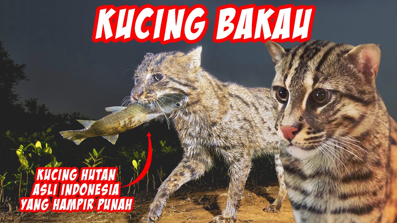 Nyaris Punah!! Kucing Bakau atau Fishing Cat Handal Berburu di Air ...