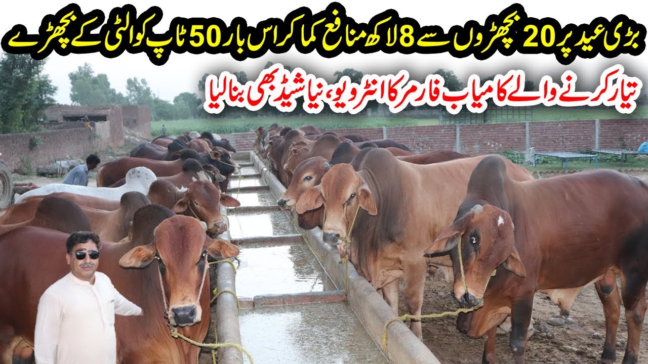 Sahiwal Bachra Farming For Eid | Brahman Bulls Farming | 8 Lac Profit ...