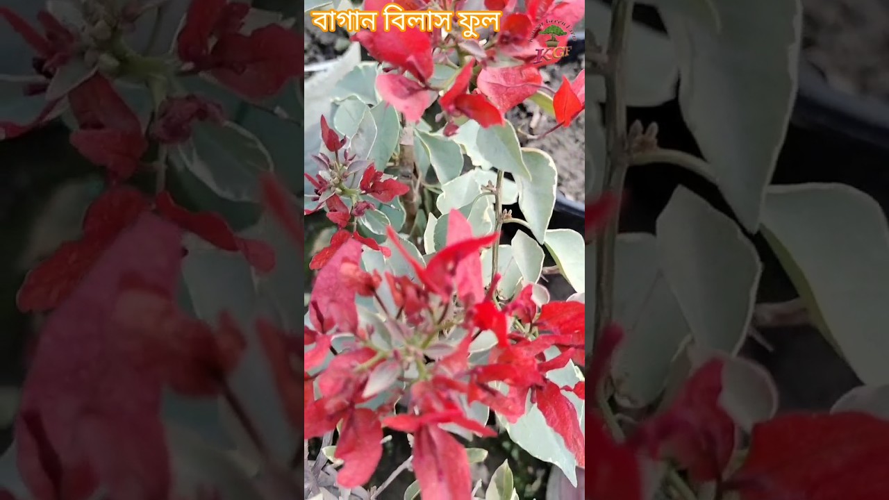 bagan bilas full #ma #bagan bilas full #viral #ma nursery #tree sell ...