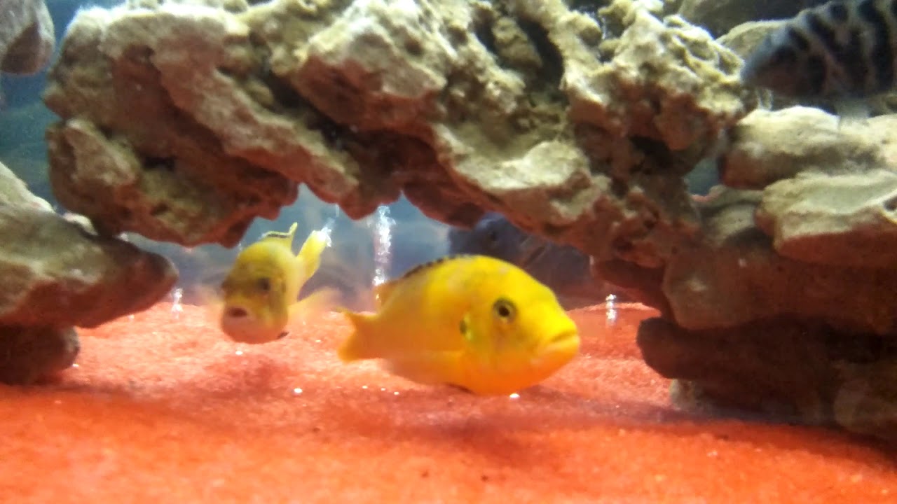 Lovely Cichlids in their rocky habitat - YouTube