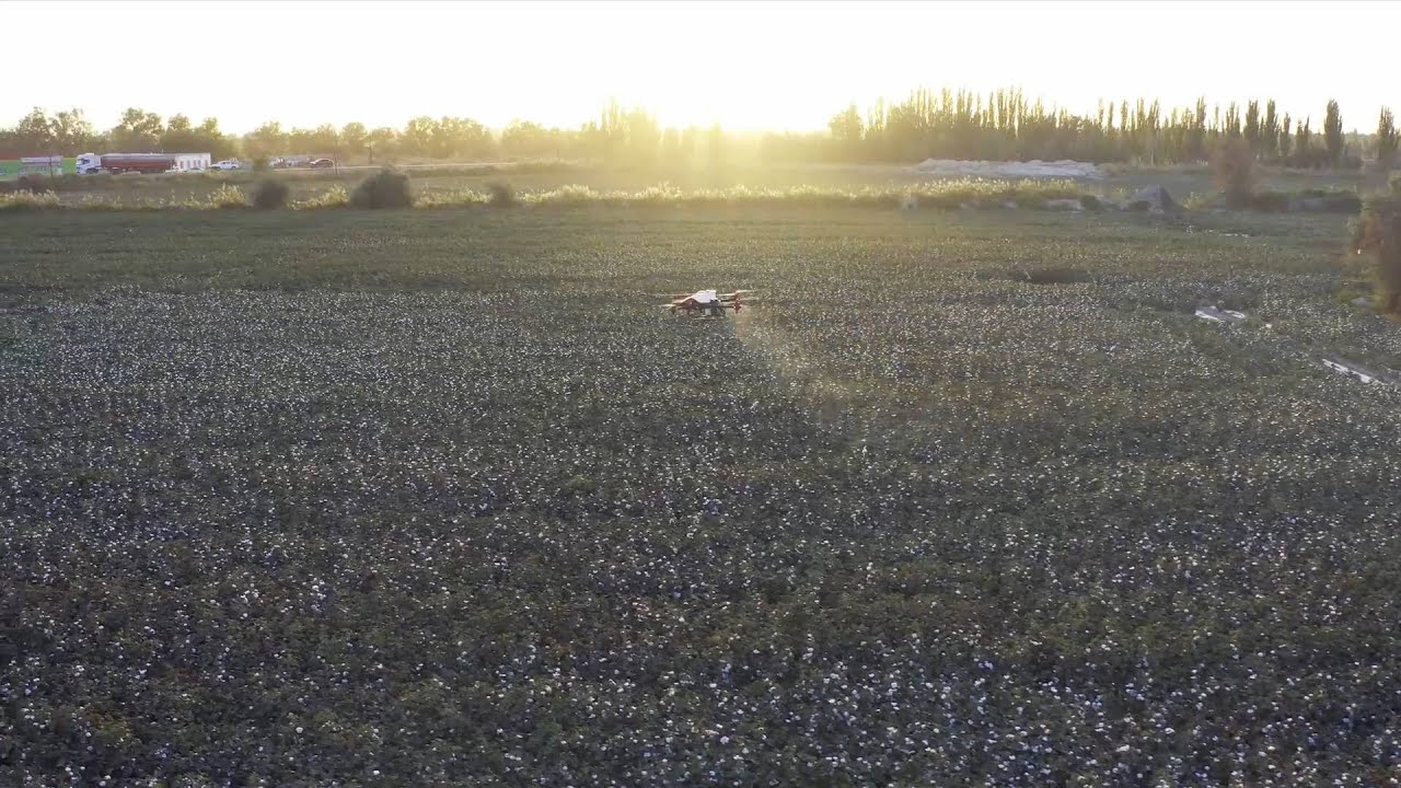 Modern agriculture gaining ground in Xinjiang's cotton fields - YouTube