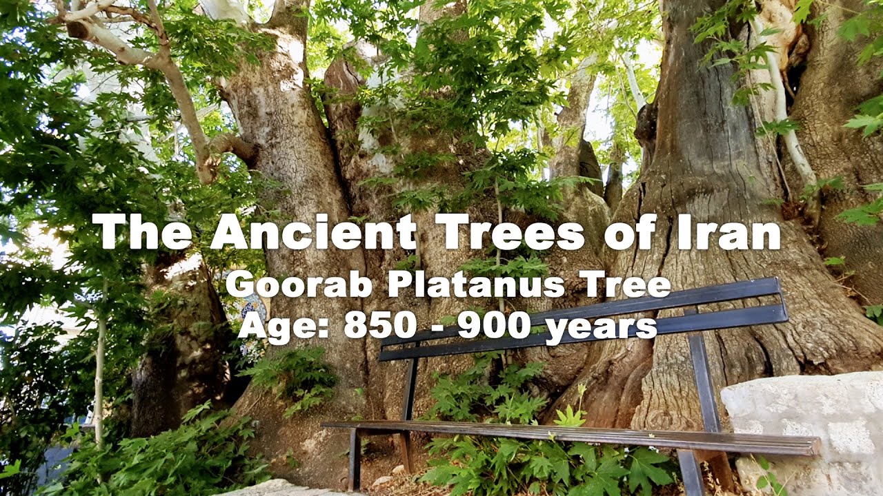 The Ancient Trees Footage of Iran - Platanus Tree درختان کهنسال ایران ...