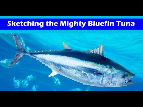 How to Draw a Bluefin Tuna - YouTube
