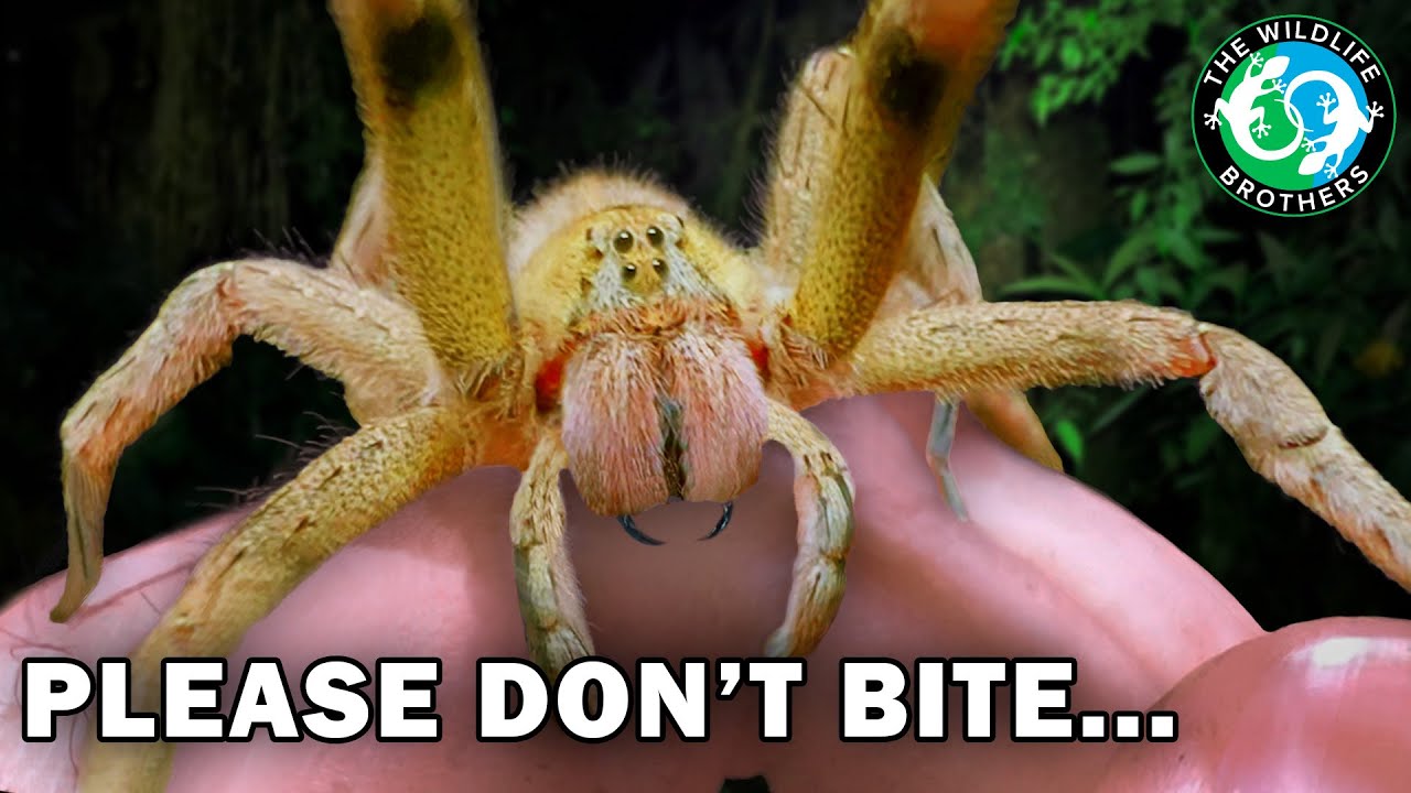 We Held the World's DEADLIEST Spider to Prove THIS (ft. @MyWildBackyard ...