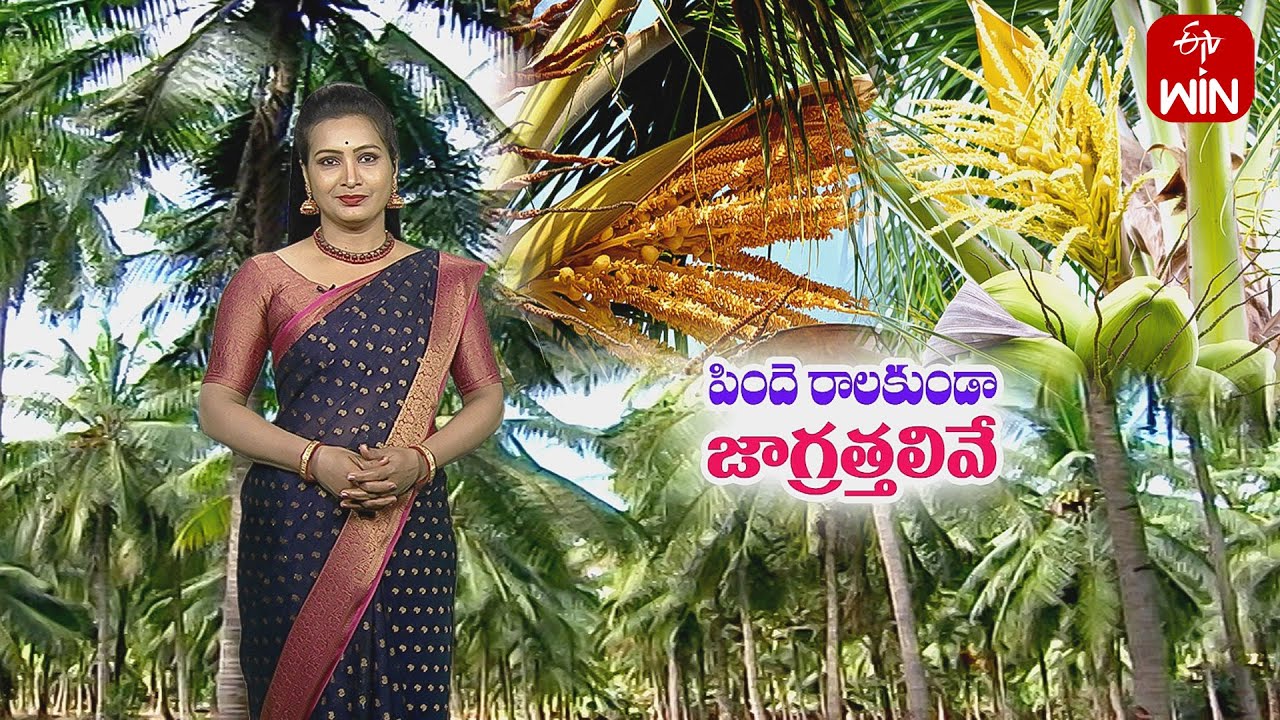 Flower & Fruit drop in coconut | ETV - YouTube