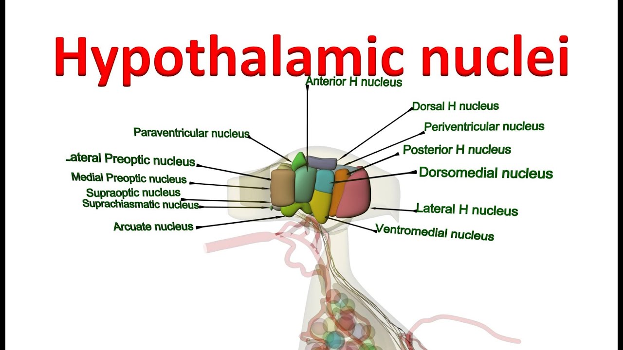 Hypothalamic nuclei - YouTube