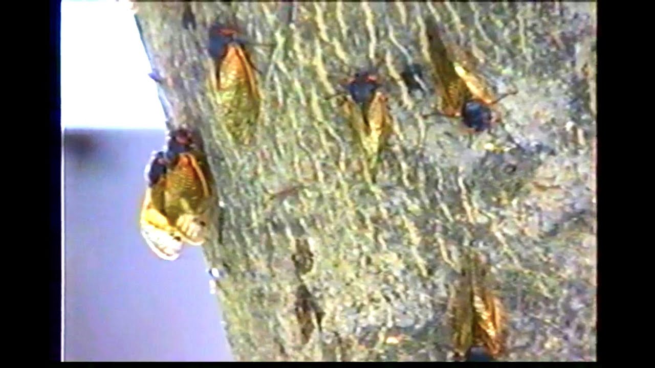 When the Cicadas Cry | Home Movies 1998 - YouTube