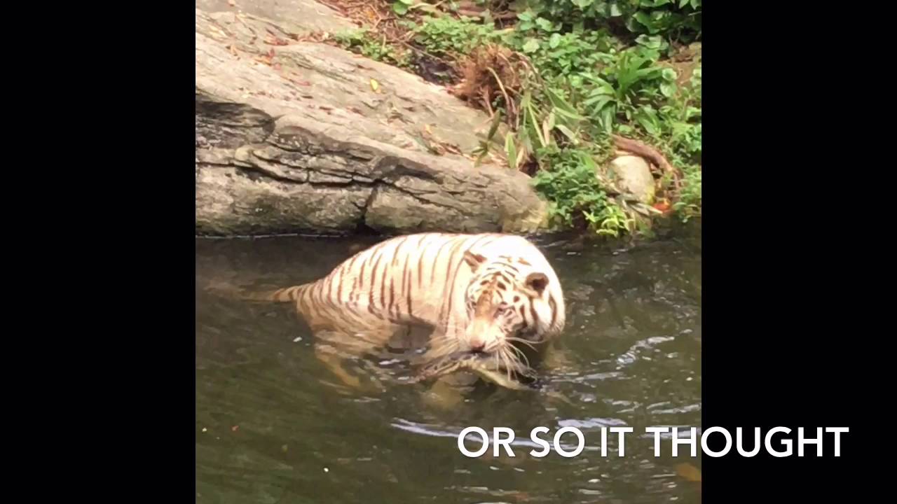Monitor Lizard Caught By White Tiger! - YouTube