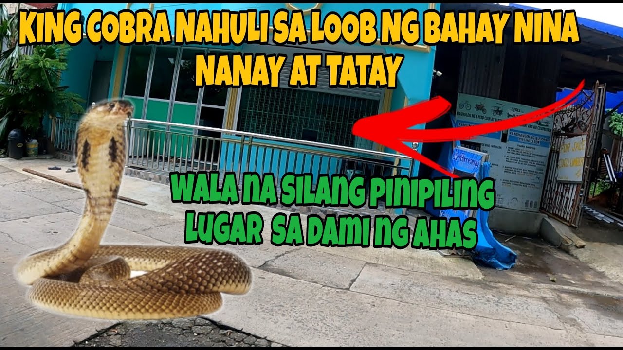 sumasakop na ang ahas sa bahay ng mga tao muntik ng makagat si ate amy ...