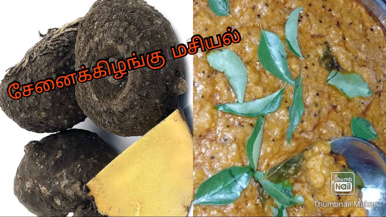 Senai kelangu masiyal in tamil /karna kelangu masiyal / Elephant foot ...