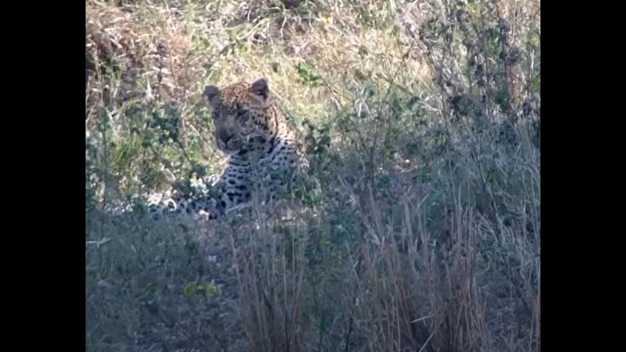 Rare daytime sighting of Nchila the male Leopard on cams that is. 01 09 ...