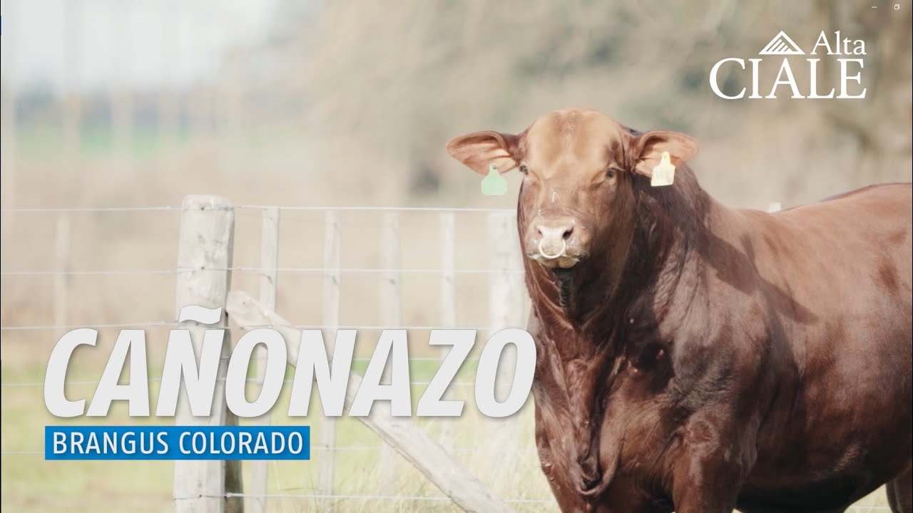 CAÑONAZO | Brangus Colorado 🔹 CIALE Alta 🔹 - YouTube