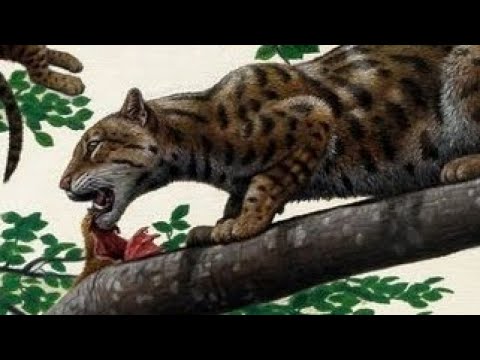 Sonidos de Proailurus Lemanencis - YouTube