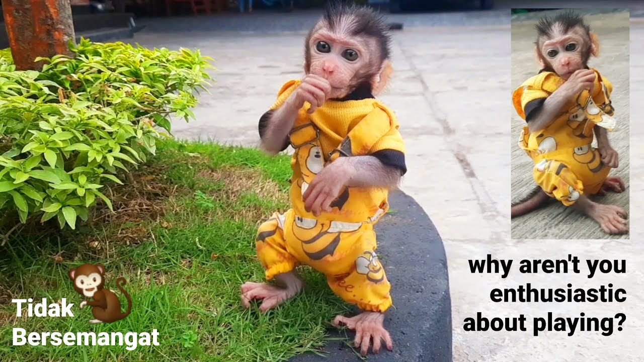 ‼️ The baby monkey's behavior is not normal. Why - YouTube