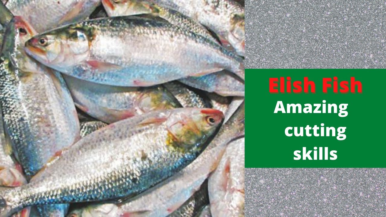 Elish fish | elish fish cutting | bdvillagevlog - YouTube