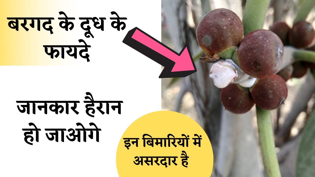 बरगद के दूध के फायदे | Health Benefits Of Banyan Tree Milk | Bargad Ke ...