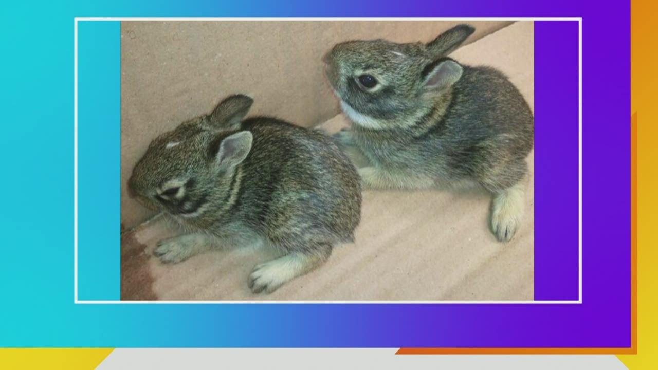 What to do if you discover baby bunnies in your yard - YouTube