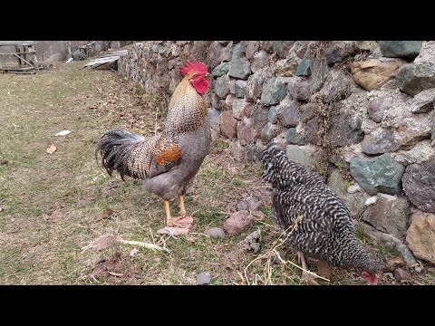 HOROZUN TAVUĞUNU KAÇIRMAK (ADAMIN SELASINI VERDİREN HOROZ)😀 #horozsesi #tavuksesi #horozsaldırısı