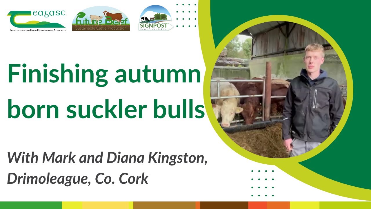 Finishing autumn born suckler bulls – Mark and Diana Kingston - YouTube