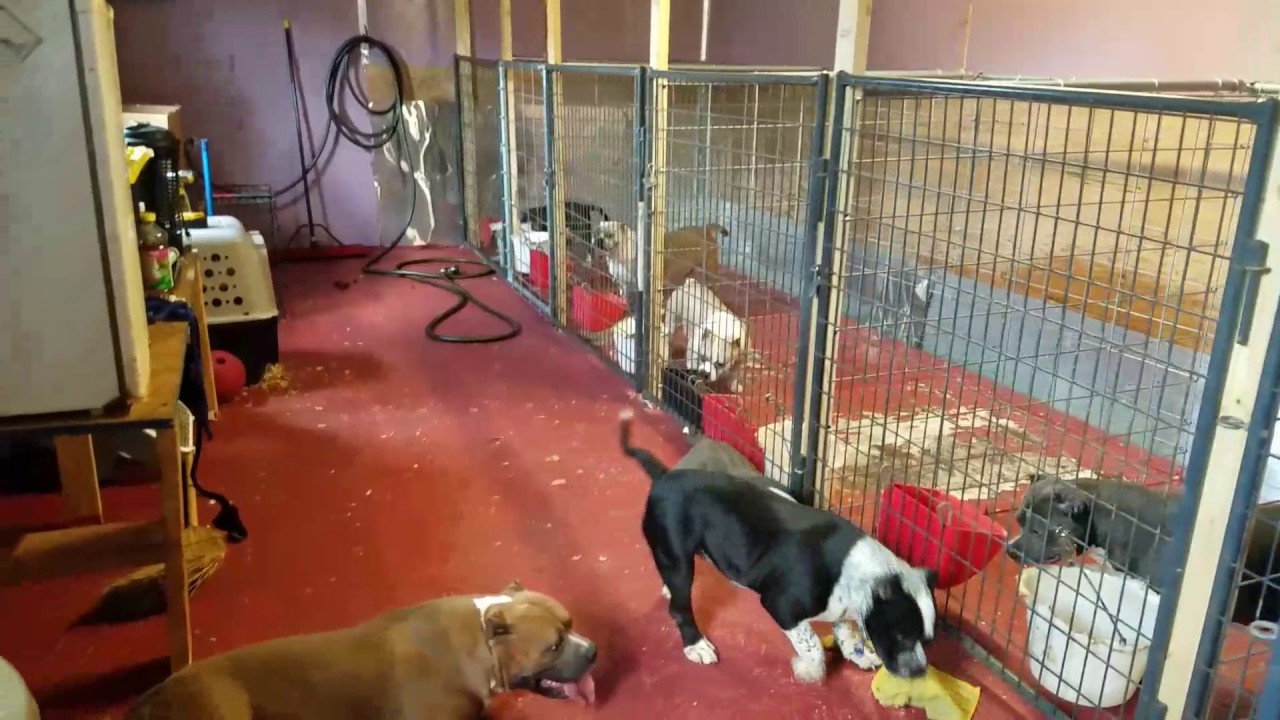 Check out what new feature was added here at Royal Kennels. To be named ...