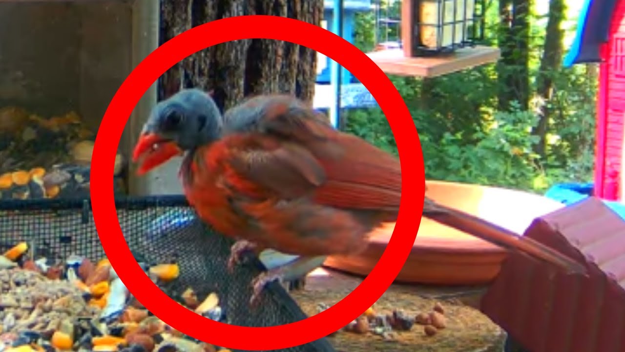 WHY Does This Cardinal Look So Strange??? - YouTube