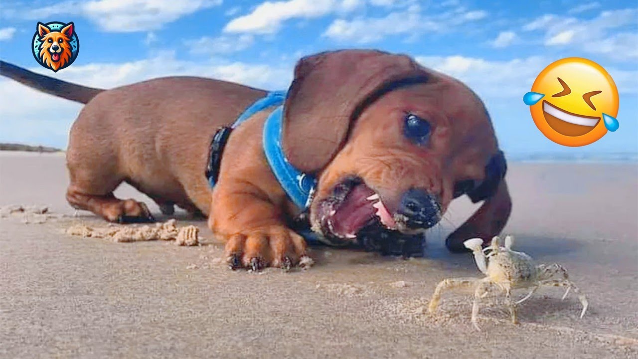 FUNNY DOGS AND CATS VIDEOS 2024 #8 🐾 | Funniest Pet 🐶😍 - YouTube