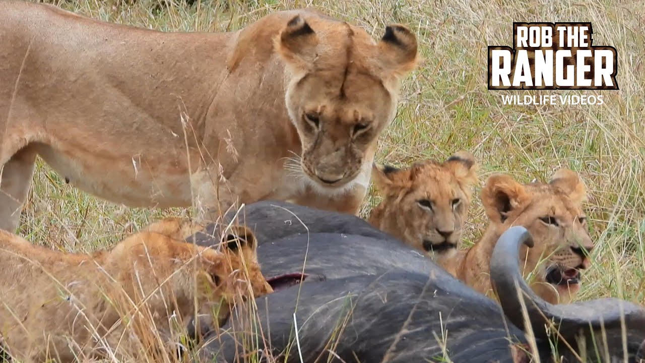 Lion Pride With A Buffalo Meal | Lalashe Maasai Mara Safari - YouTube