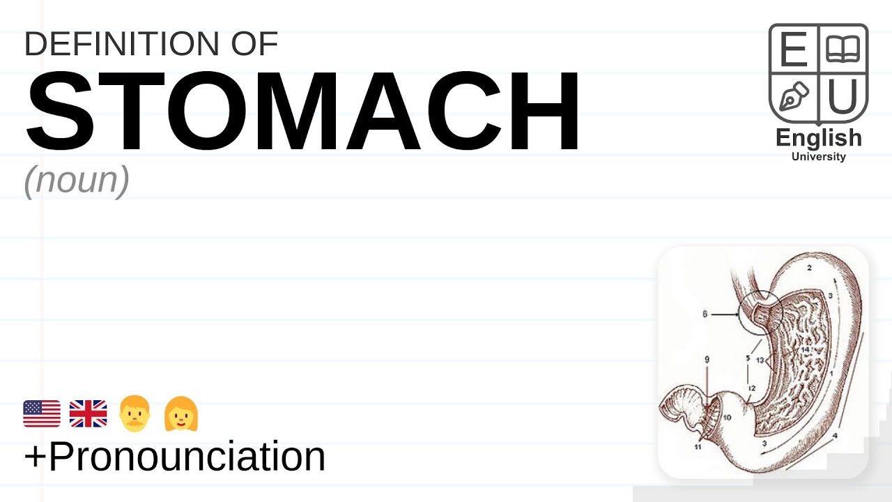 Stomach Definition