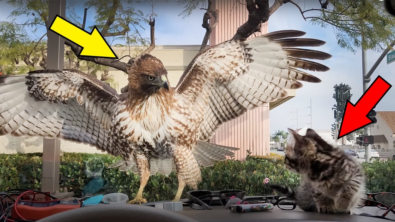 A Hawk Tried to Snatch This Kitten, What Happened Next Changed ...