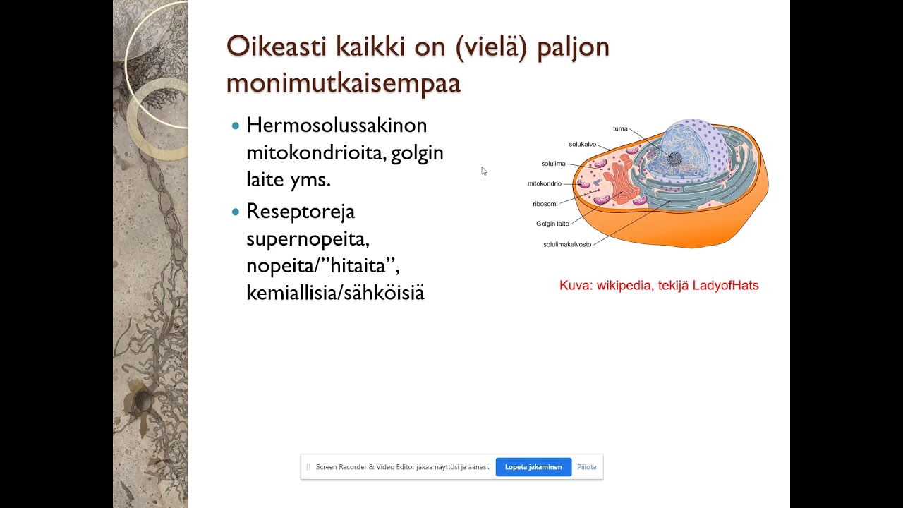 Hermosolu 5 loppukommentti - YouTube