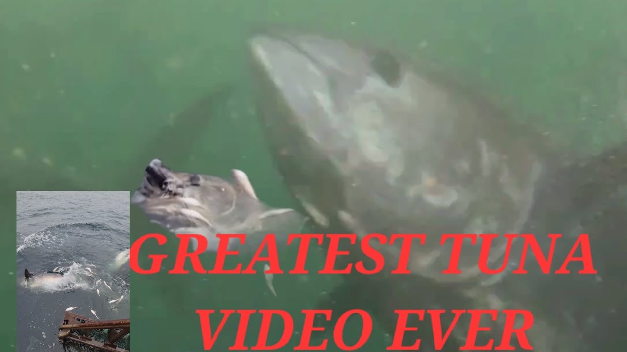 GIANT VIRAL TUNA!! #giantfish - YouTube