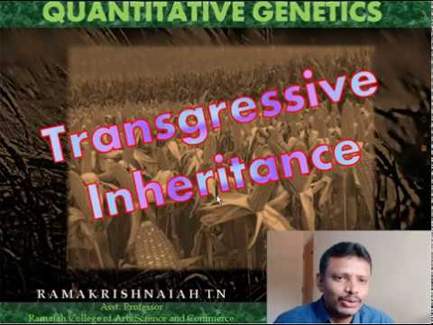 transgressive inheritance - YouTube